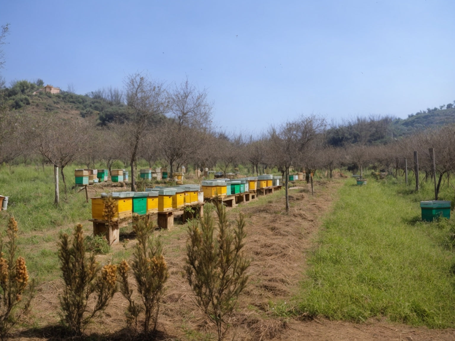 Azienda Agricola Cerocchi Luca